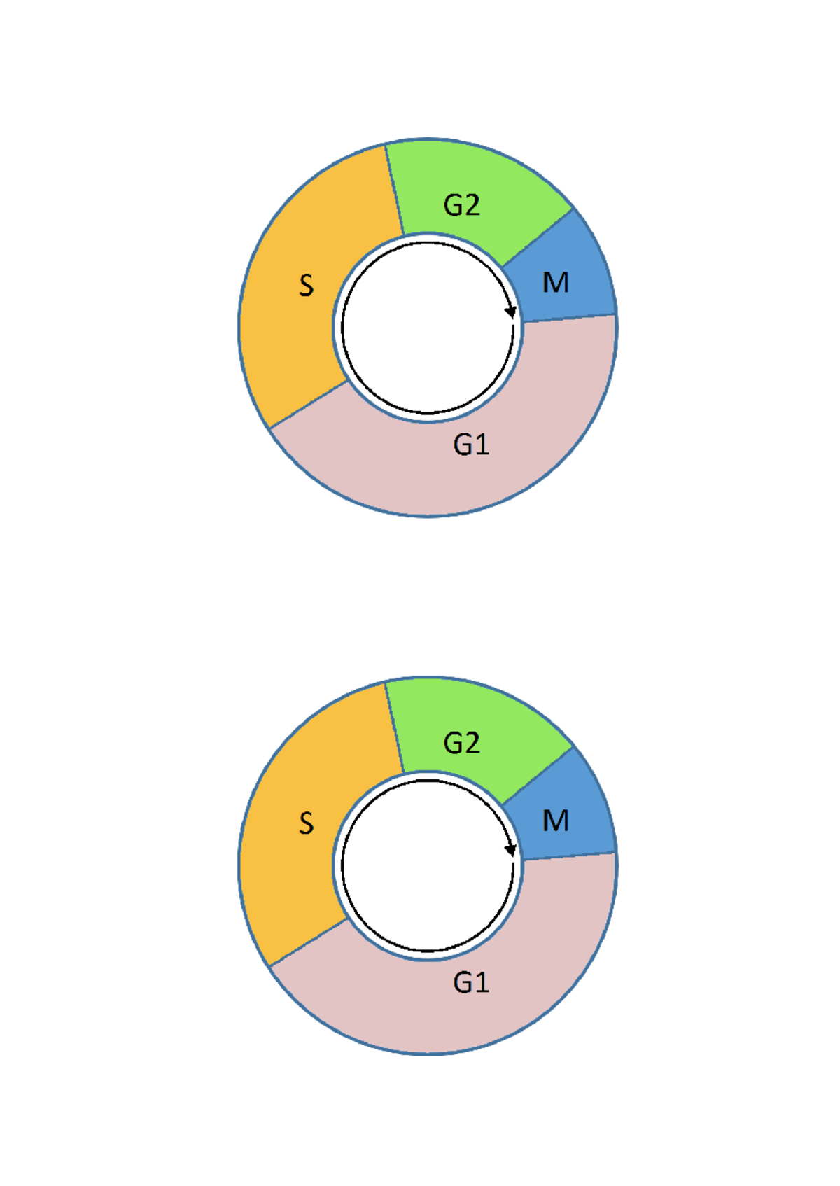 1c. Cell Cycle to Annotate - G2 S M G1 G2 S M G1 - Studocu