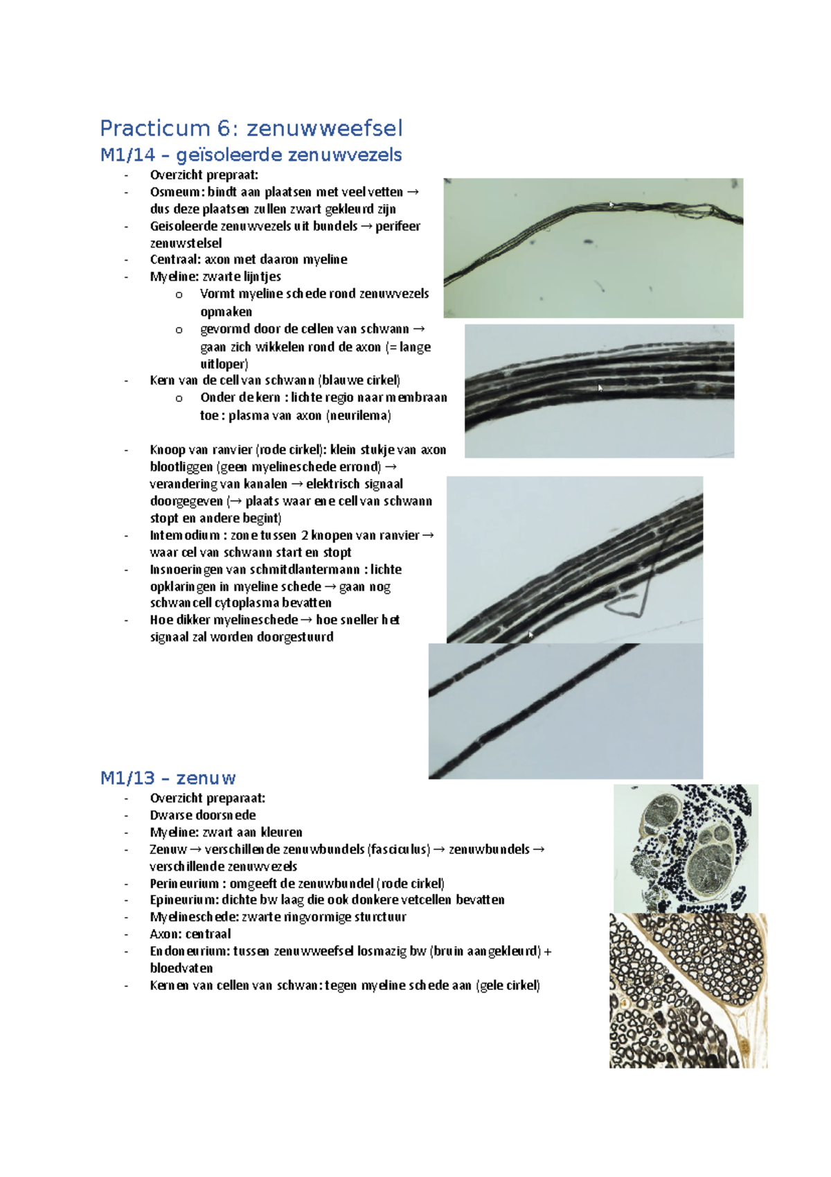 Prac 7 - Goede samenvatting van practicum - Practicum 6: zenuwweefsel ...