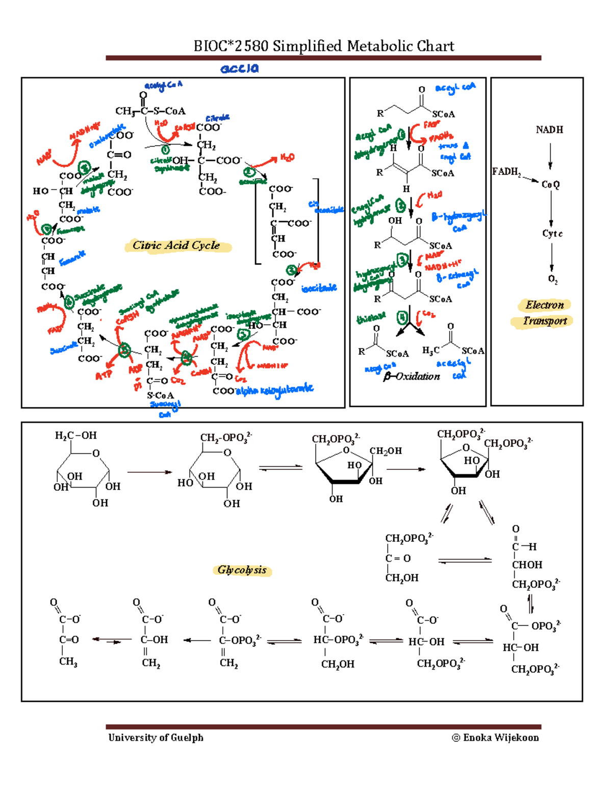 Metabolic Chart - Studocu