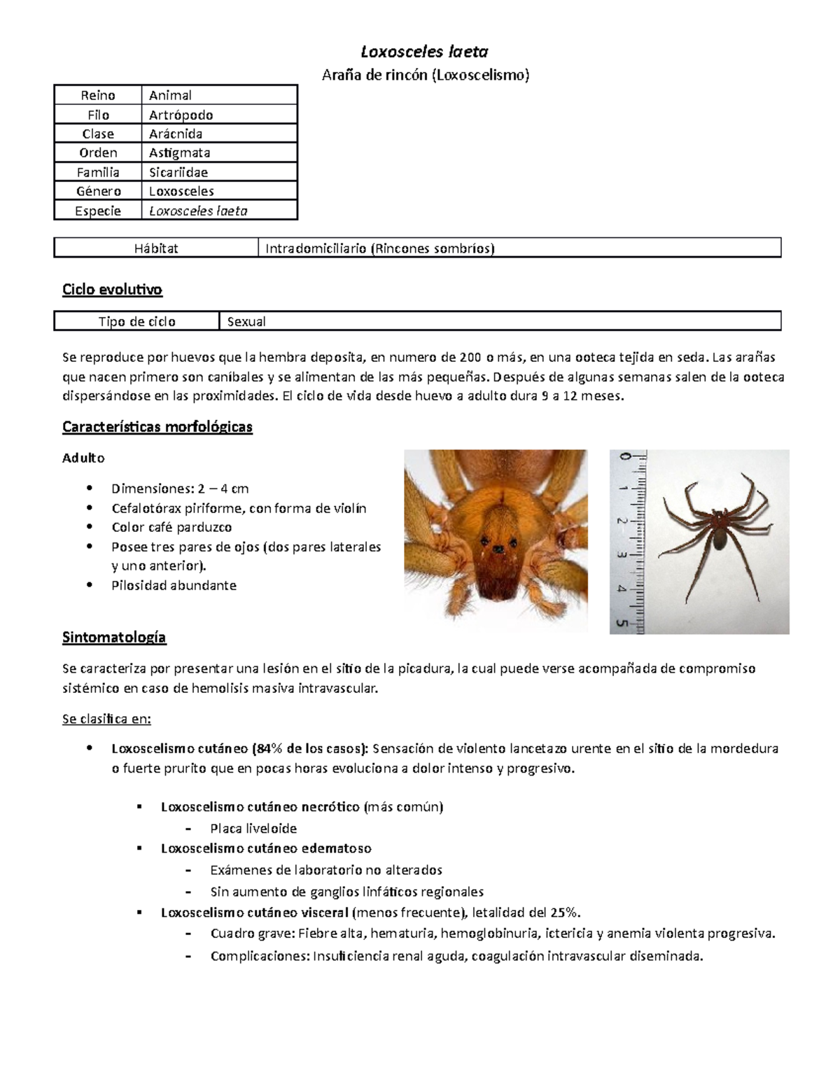 Loxosceles laeta - resumen - Parasitologia - UDP - Studocu