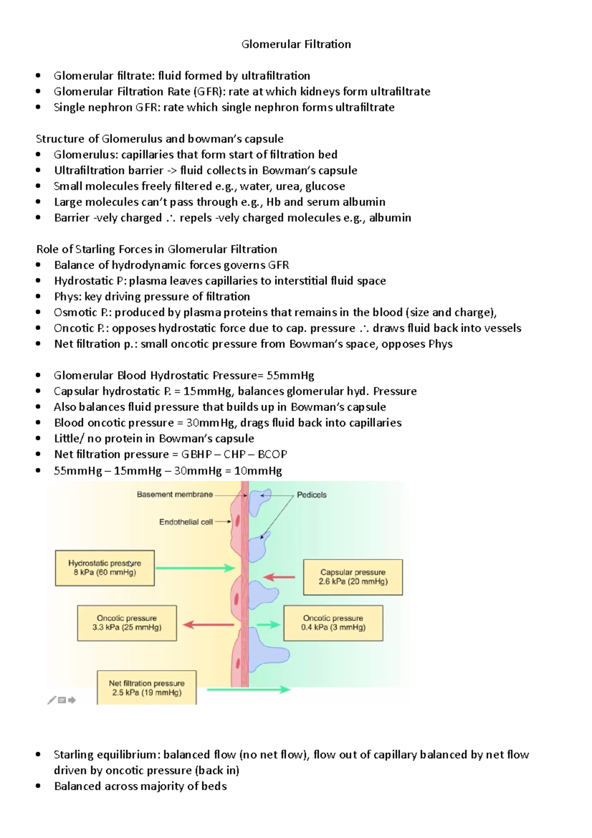 PHOL0001: Glomerular Filtration - Glomerular Filtration Glomerular ...