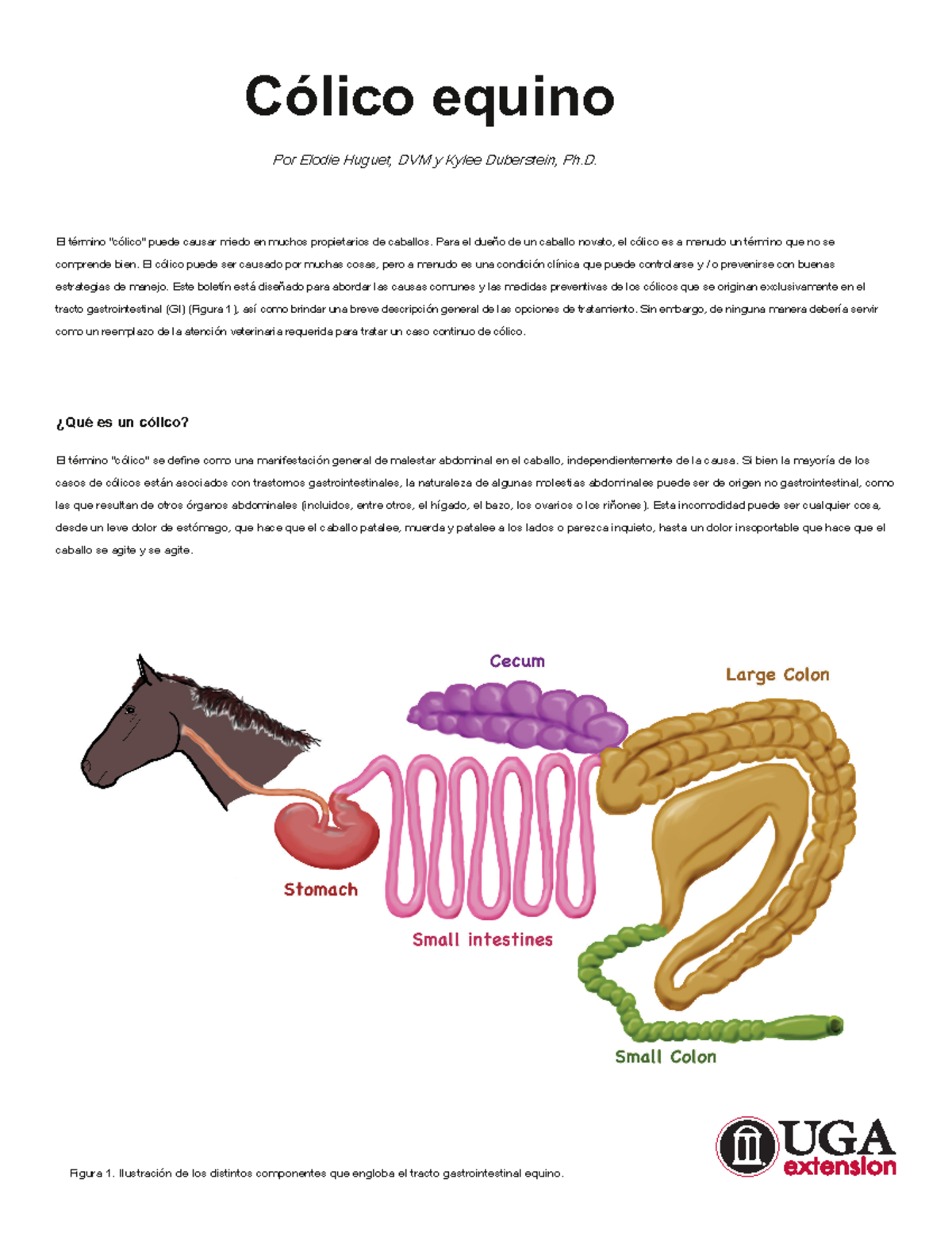 Colico equino - sistema digestivo diagnosticos diferenciales analisis ...