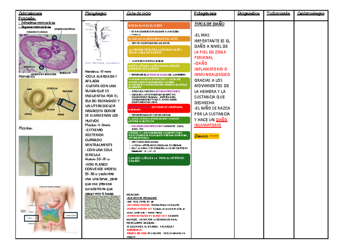 Cuadros DE Parasitologia - Enterobiasis Parasito: Enterobius ...