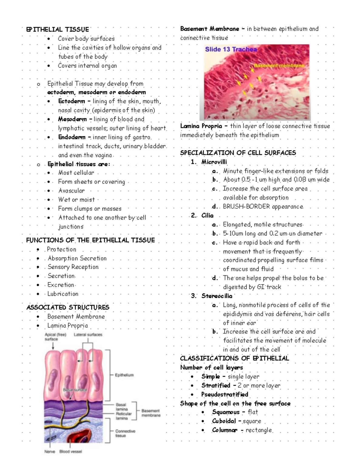 Epithelium - reviewer ...