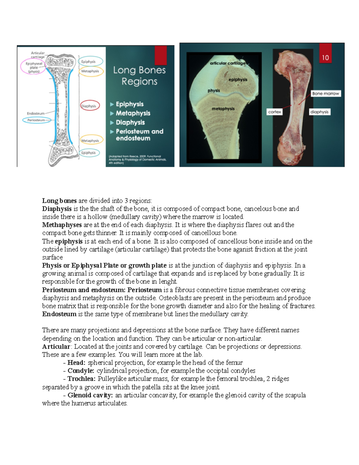 Anatomy notes - Long bones are divided into 3 regions: Diaphysis is the ...