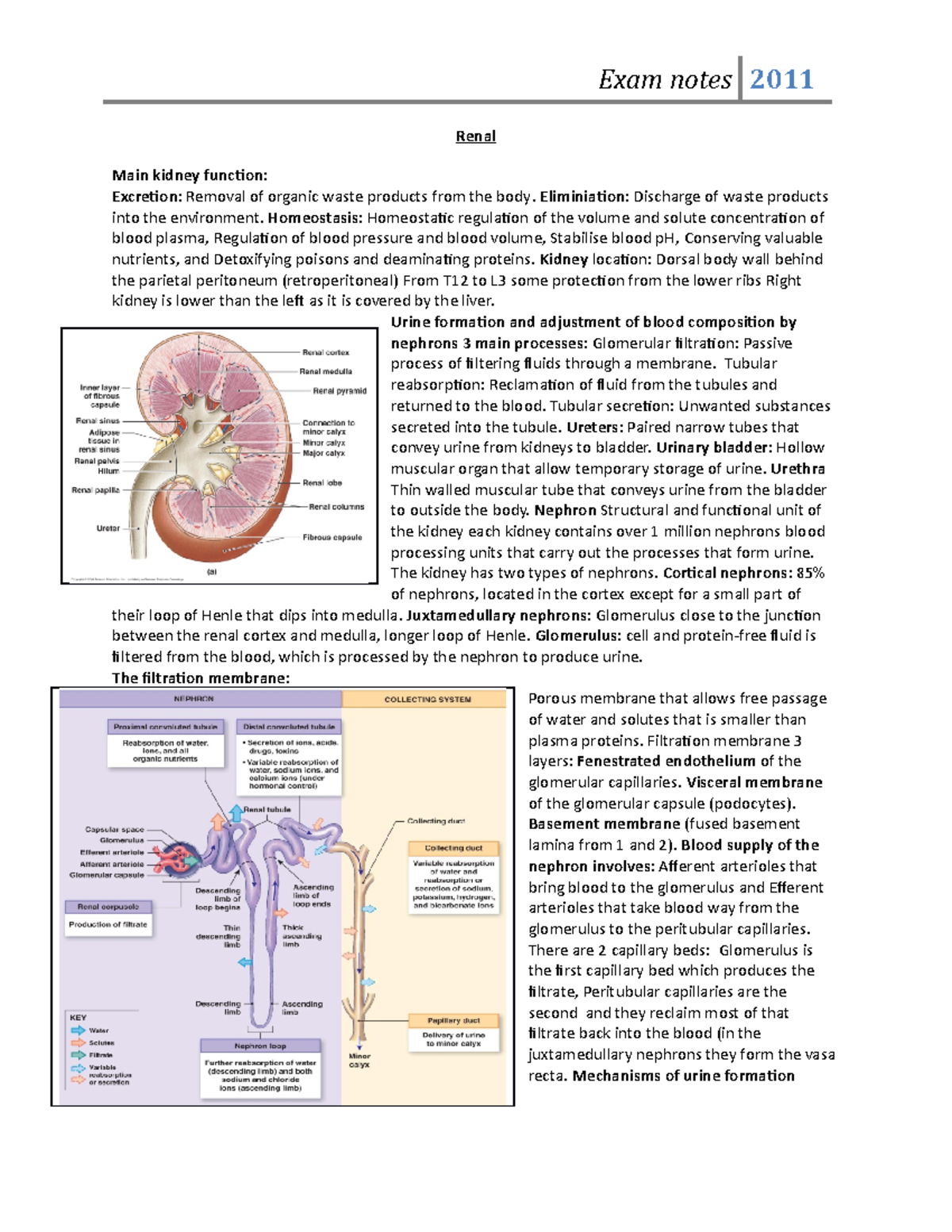 Systems Physiology Exam notes, to take into the exam. - Renal Main ...