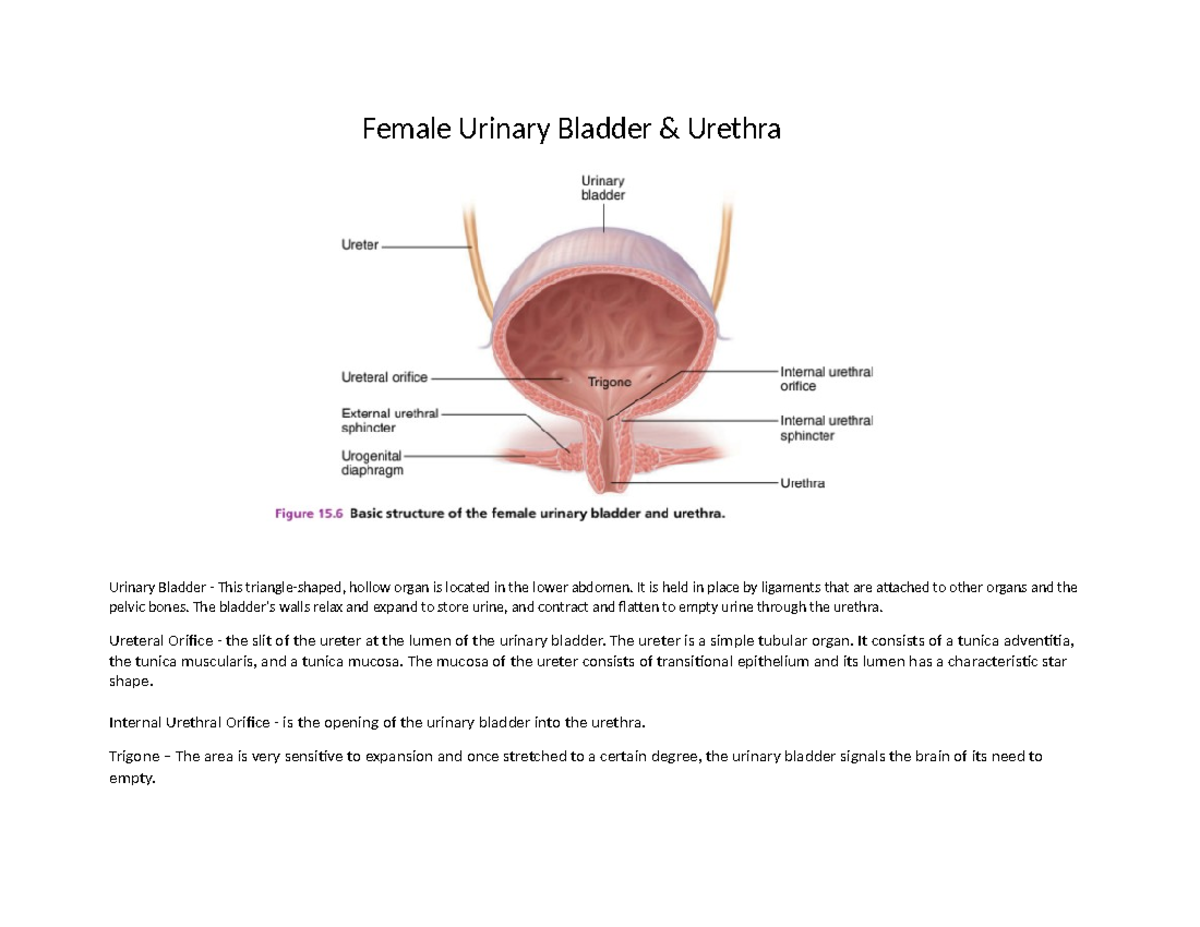 Female-Urinary-Bladder - Female Urinary Bladder & Urethra Urinary ...