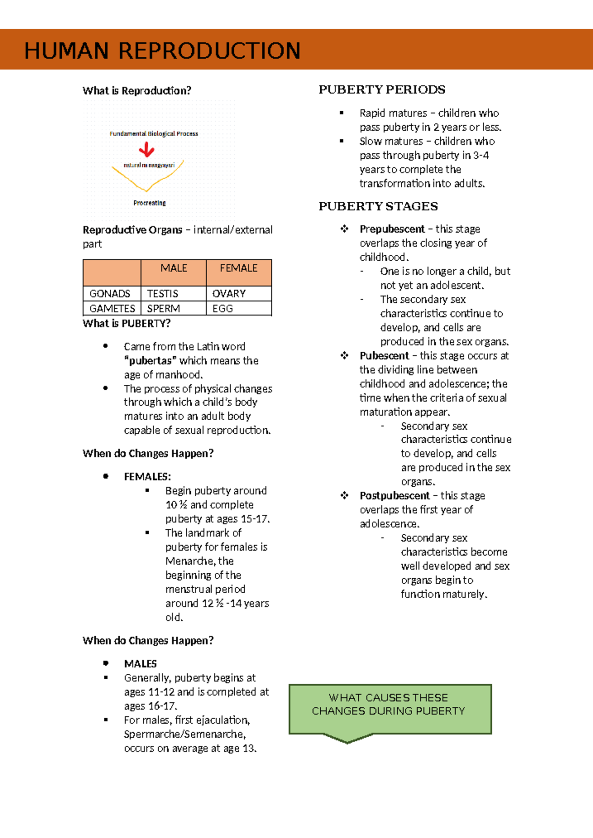 What is Reproduction - What is Reproduction? Reproductive Organs ...