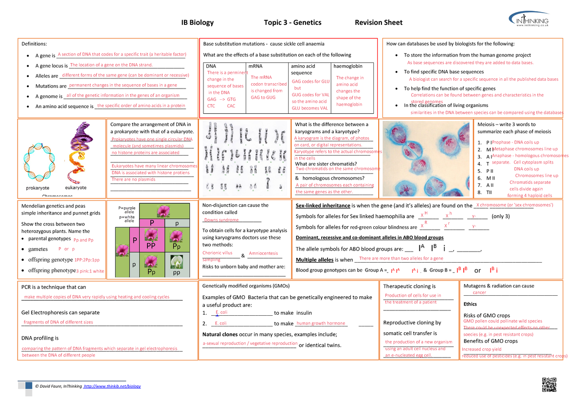 03 genetics a3 revision-sheet a3formatms - IB Biology Topic 3 ...