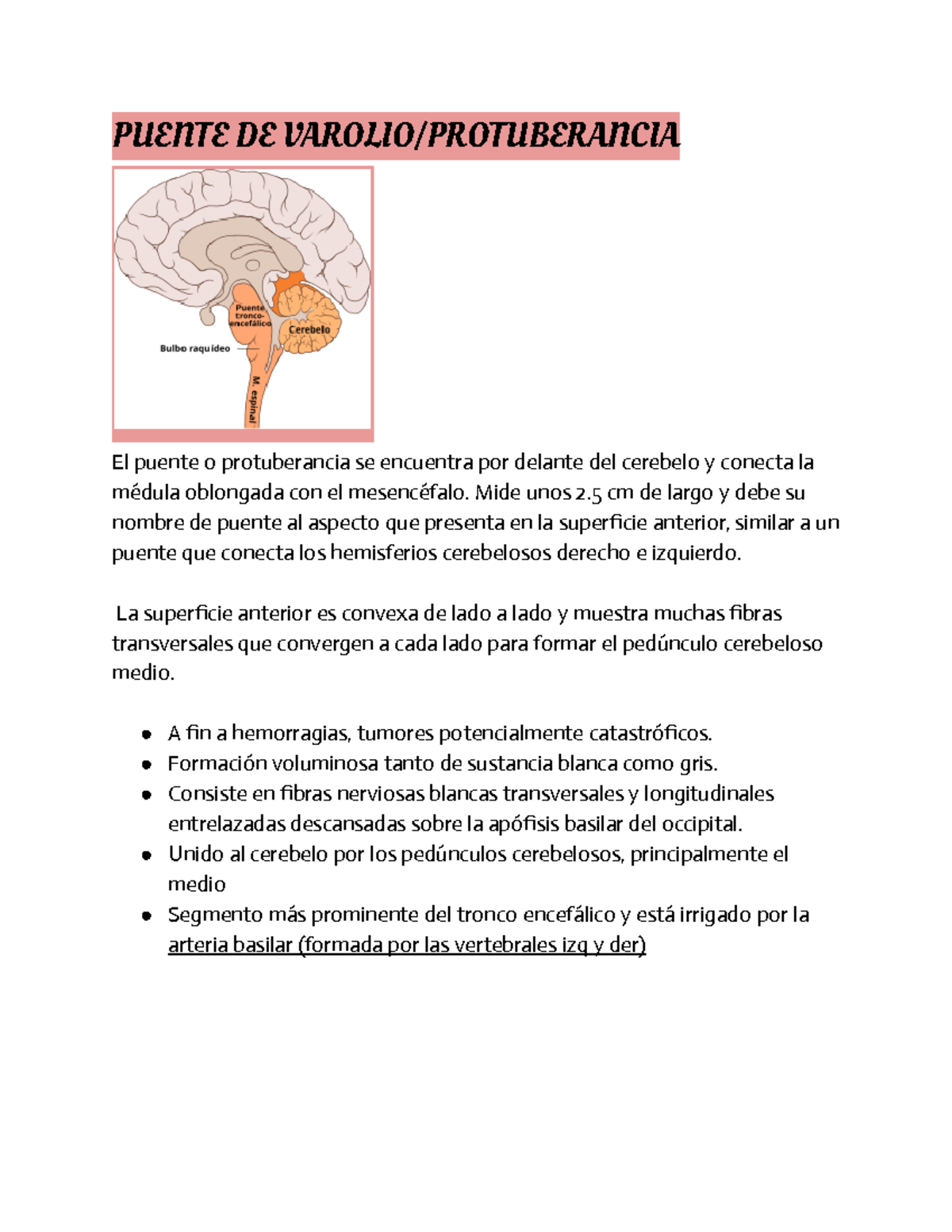 Puente DE Varolio Protuberancia - PUENTE DE VAROLIO/PROTUBERANCIA El ...