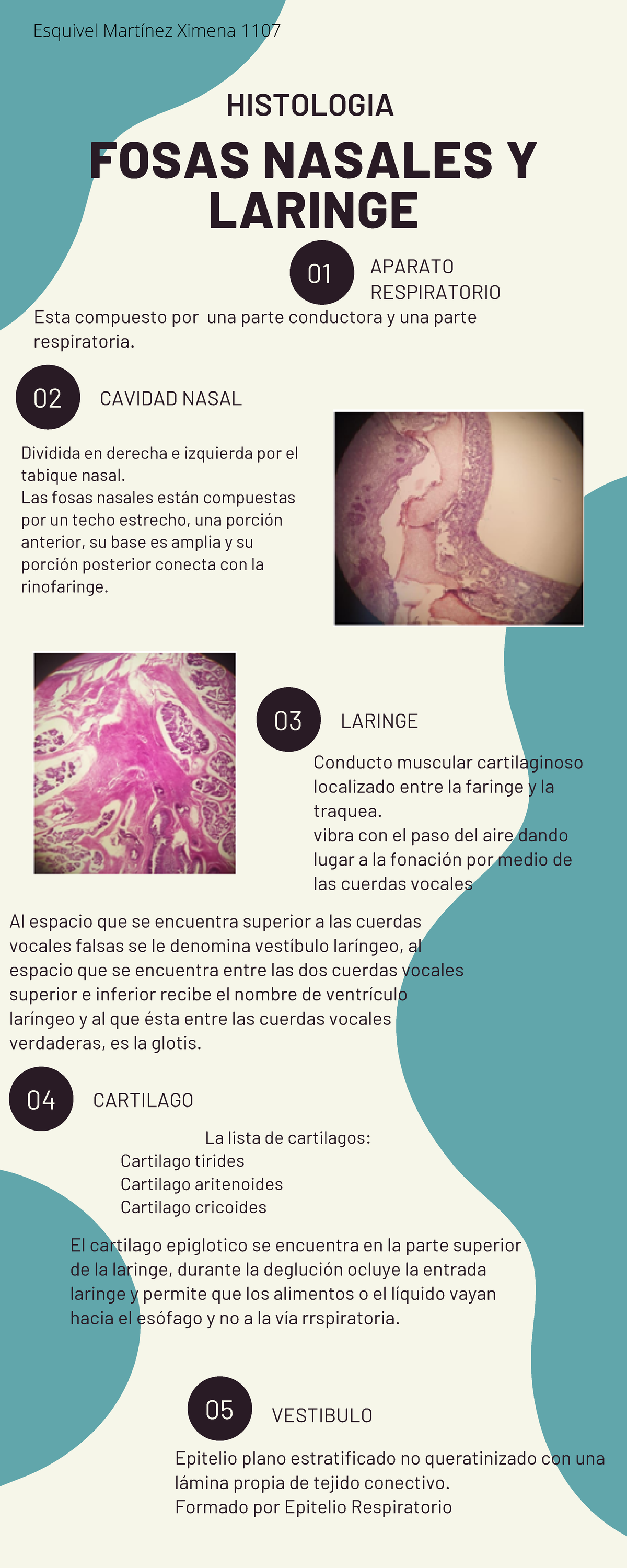 Fosas nasales y laringe - FOSAS NASALES Y LARINGE APARATO RESPIRATORIO ...
