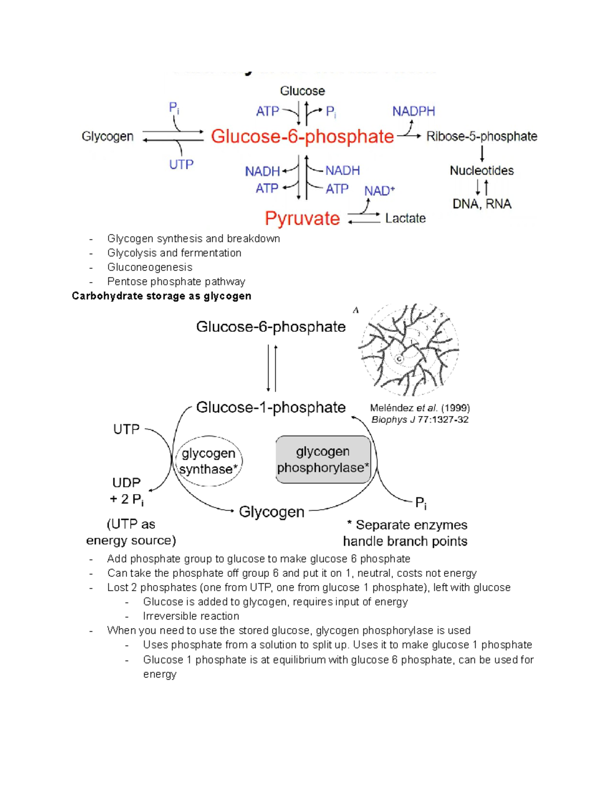 Topic 9 carbohydrate metabolism - Glycogen synthesis and breakdown ...