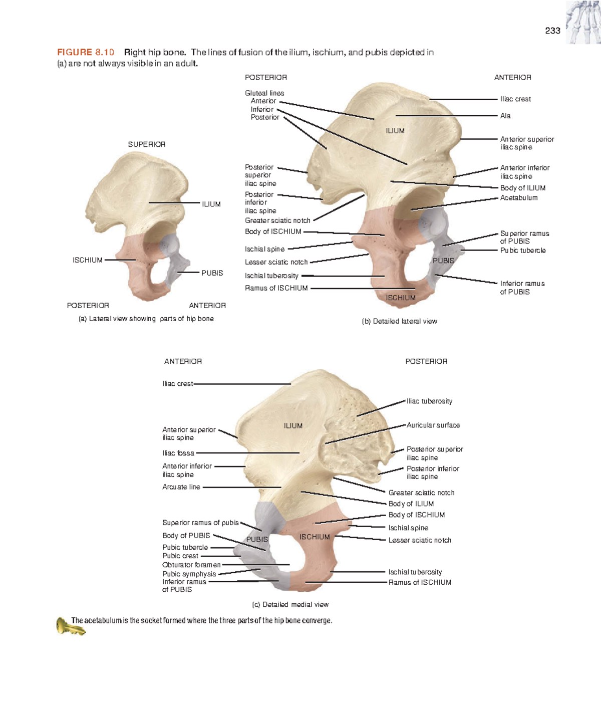 Anatomyandphy-95 - N/A - 233 POSTERIOR ISCHIUM PUBIS ILIUM ANTERIOR ...