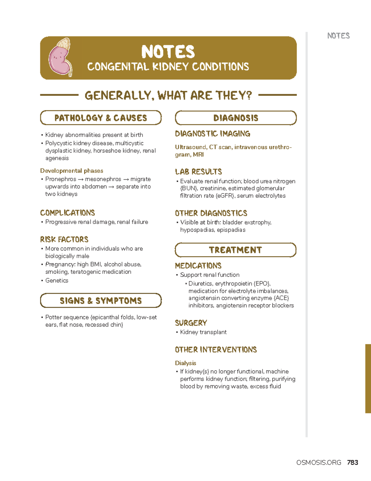 Kidney - renal system course - NOTES GENERALLY, WHAT ARE THEY? NOTES ...