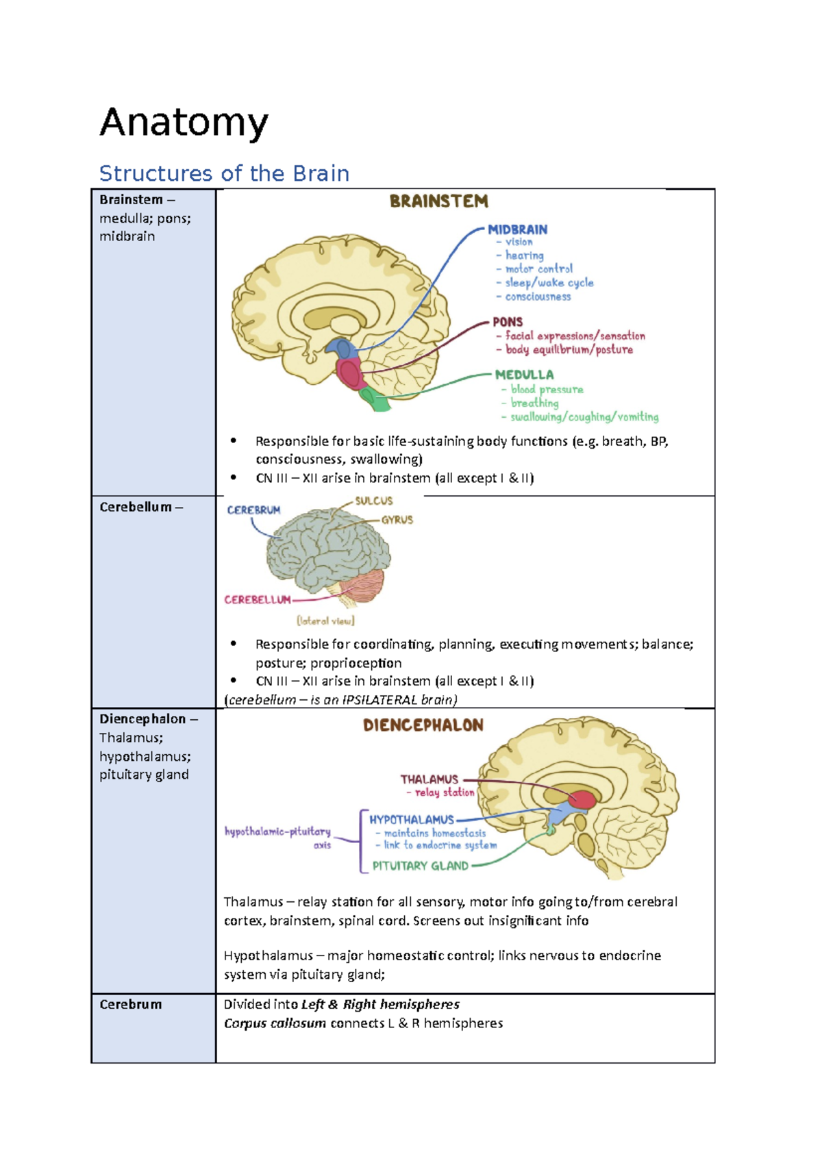 Neurology - Stroke & Anatomy summary - Anatomy Structures of the Brain ...