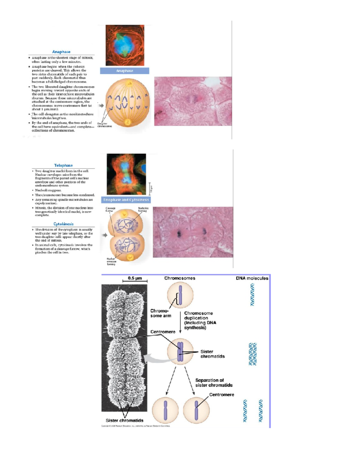 Final cell cycle - Biology notes - Biochemistry - Studocu