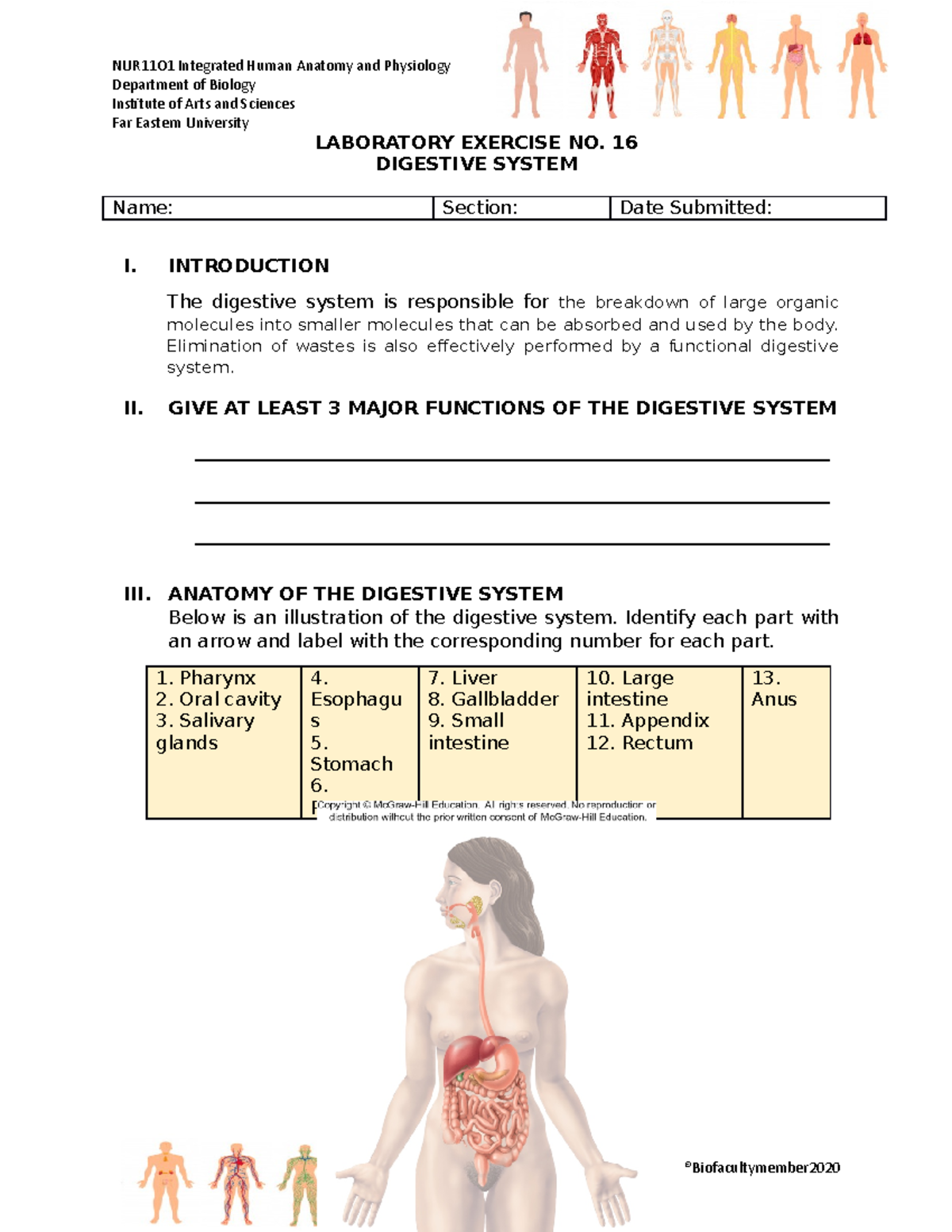 LAB Exercise 16 17 Digestive System - Department of Biology Institute ...