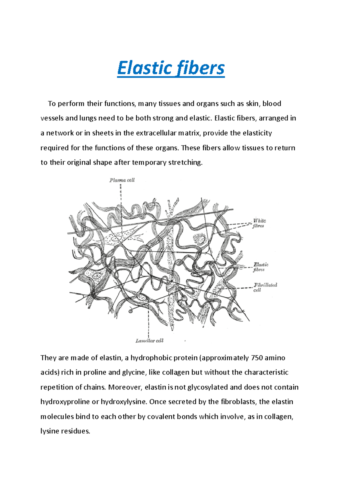 Elastic fibers - Elastic fibers, arranged in a network or in sheets in ...