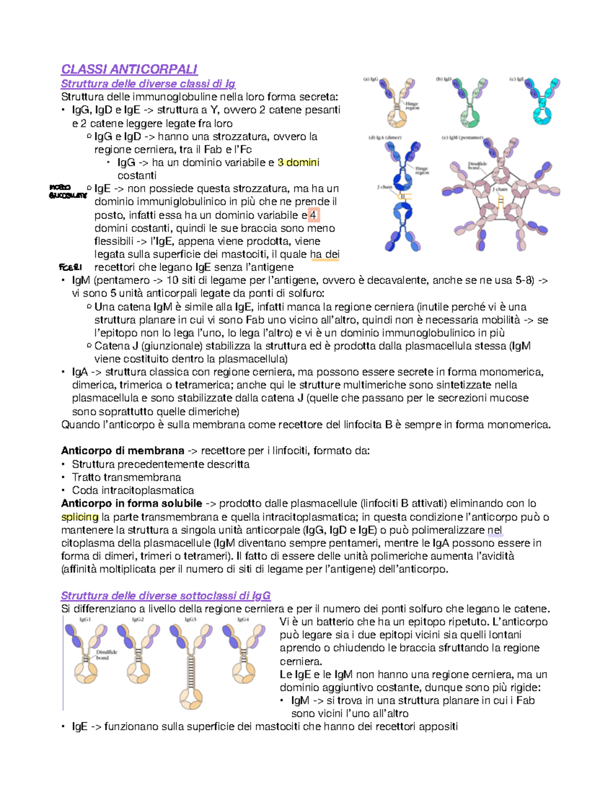 Immunologia Classi Anticorpali - CLASSI ANTICORPALI Struttura delle ...