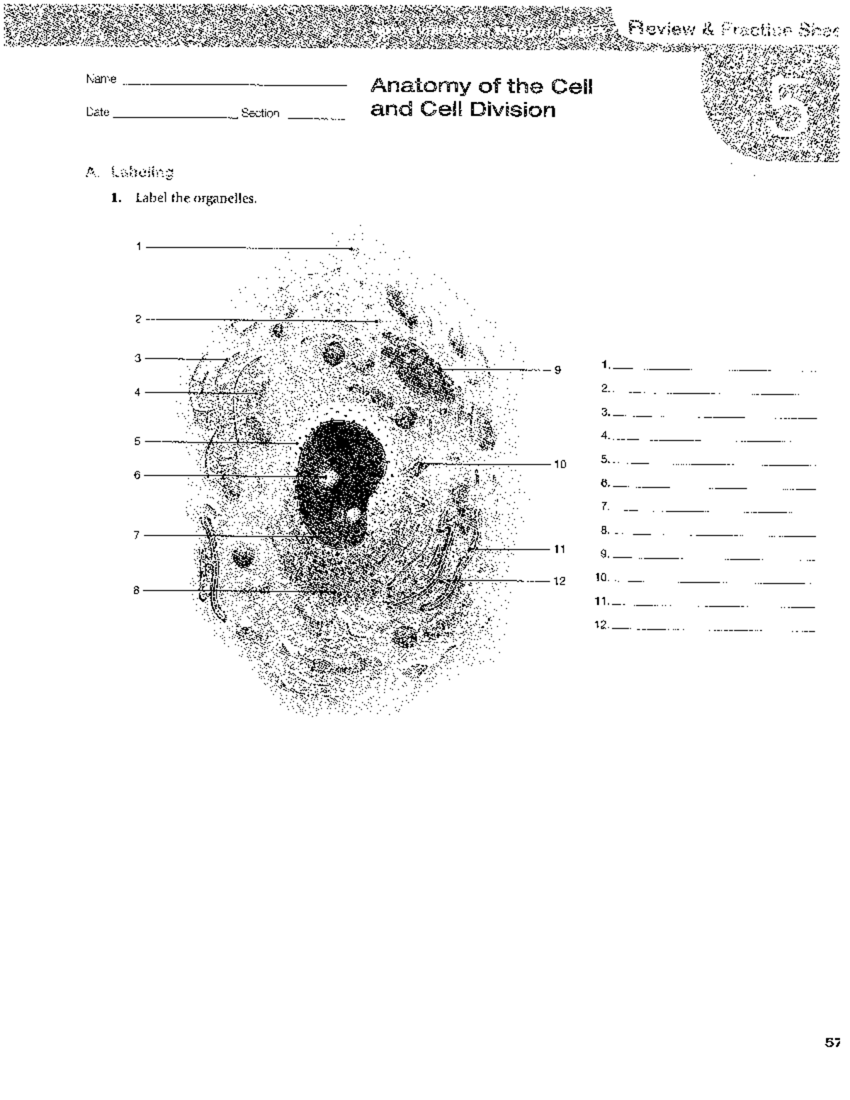 131 Lab Ex. 5. Cell - cell diagram practice - AHS 131 - Studocu