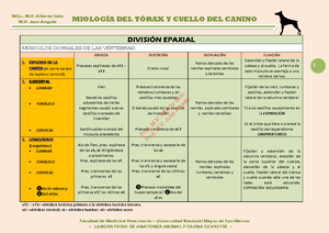 Guía Práctica - Músculos del Cuello - TEORICO PRÁCTICO MÚSCULOS AXIALES ...