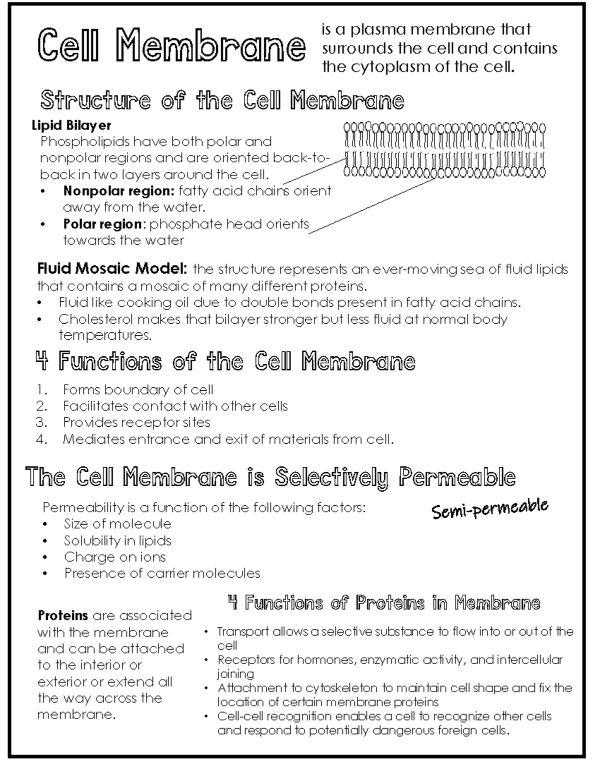 Cell Transport Worksheets Cell Membrane Digital Print-2 - Cell Membrane ...