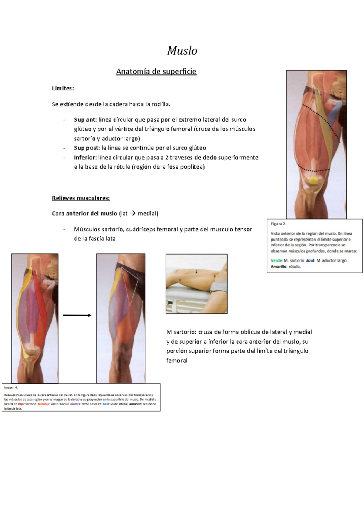 Muslo anatomía de superficie - Muslo Anatomía de superficie Límites: Se ...