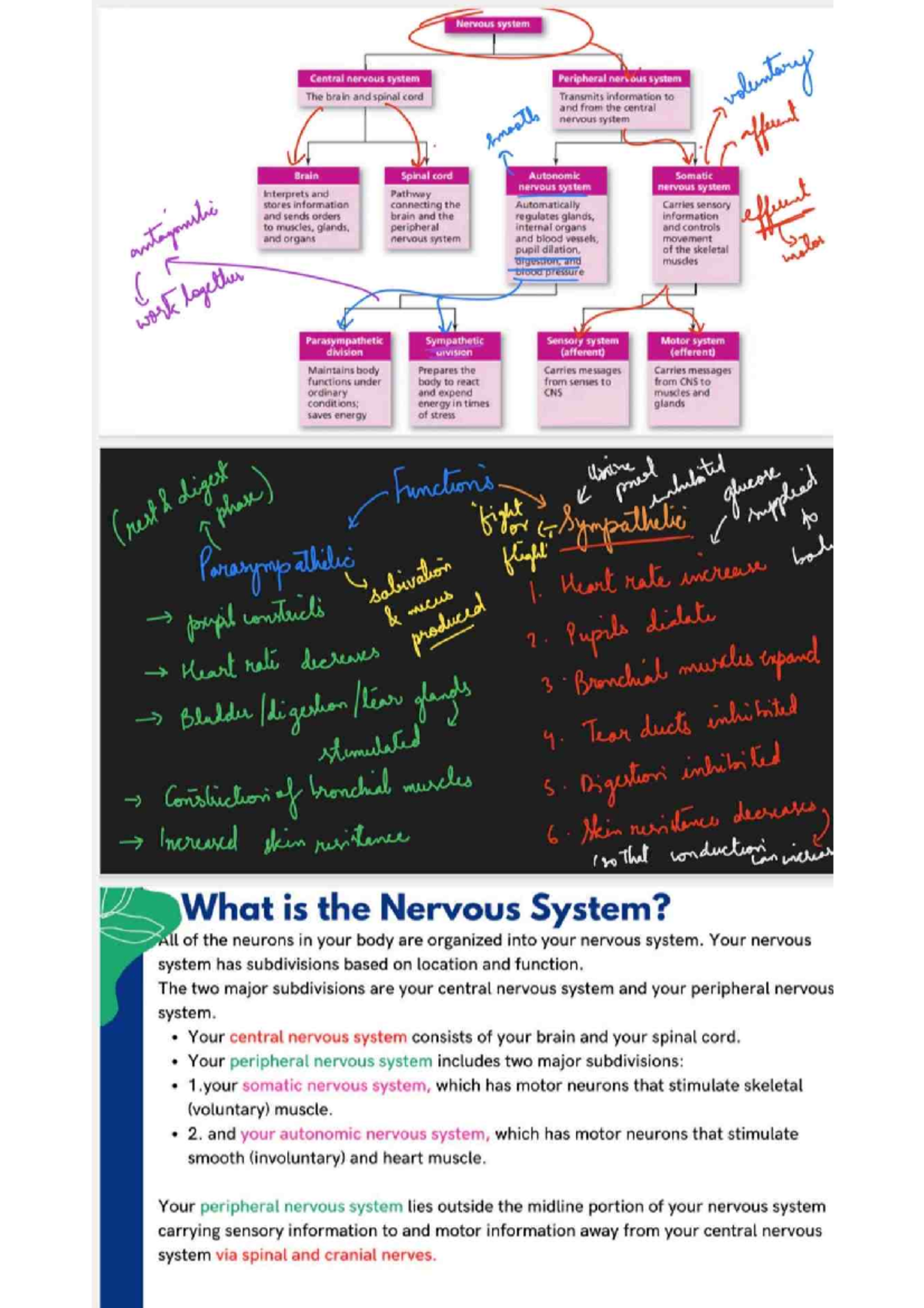 Autonomic Nervous system - Bsc Psychology - Studocu