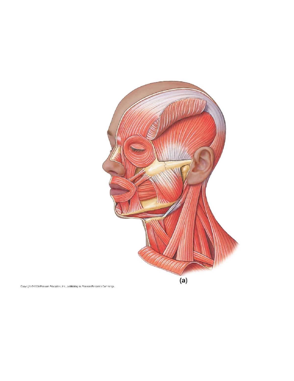 BIO-130+Muscles to practice labeling+ - Copyright 2009 Pearson ...