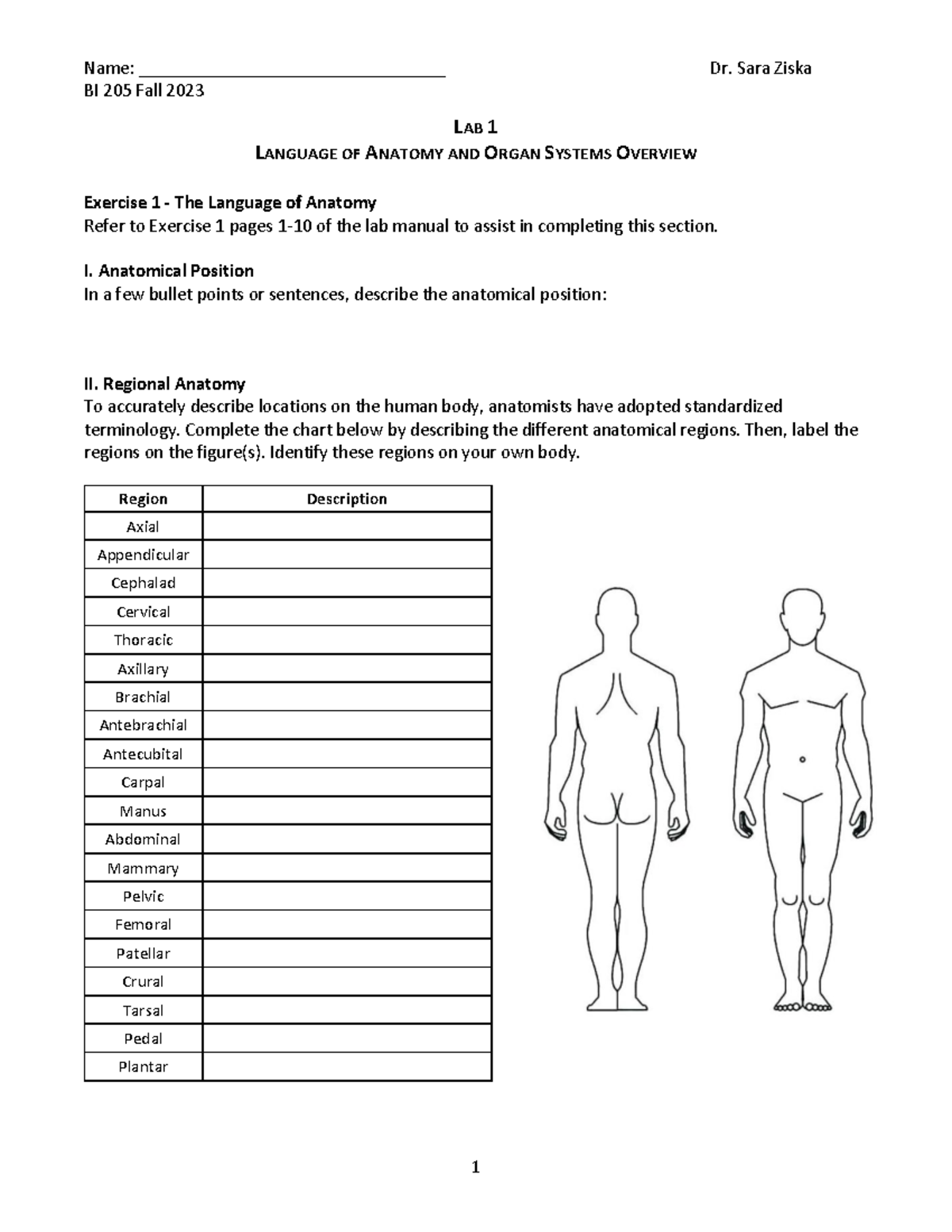Lab 1 Handout - BI 205 Fall 2023 LAB 1 LANGUAGE OF ANATOMY AND ORGAN ...