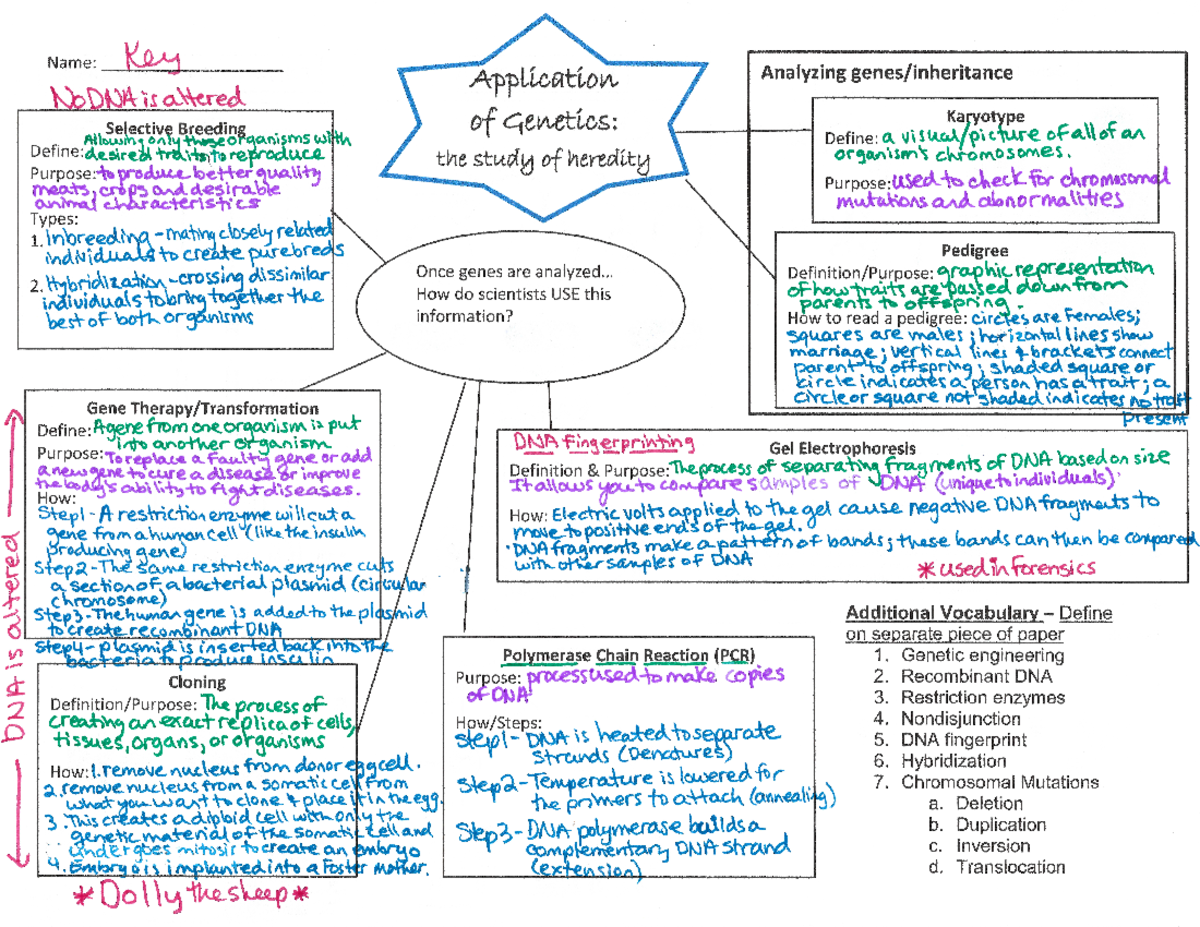 Application of Genetics Notes Concept Map - Application of Genetics ...