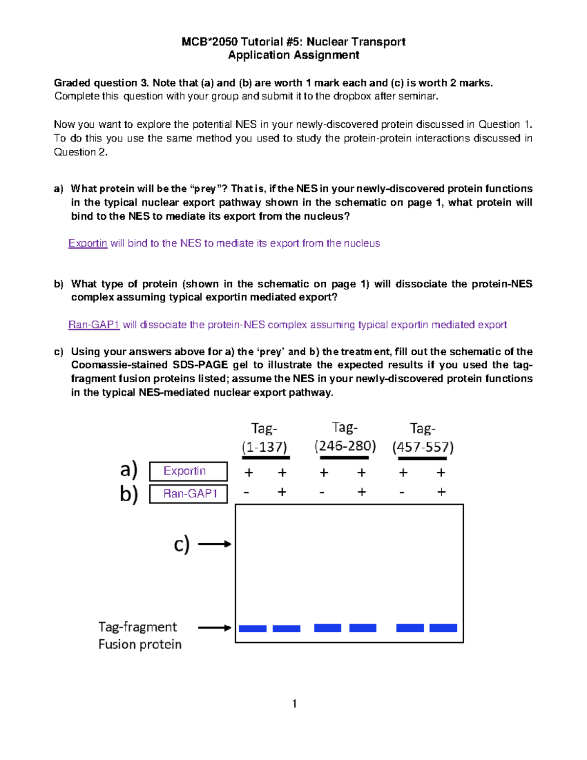 Nuclear Transport Seminar 5 word - MCB*2050 Tutorial # 5 : Nuclear Transport Application ...
