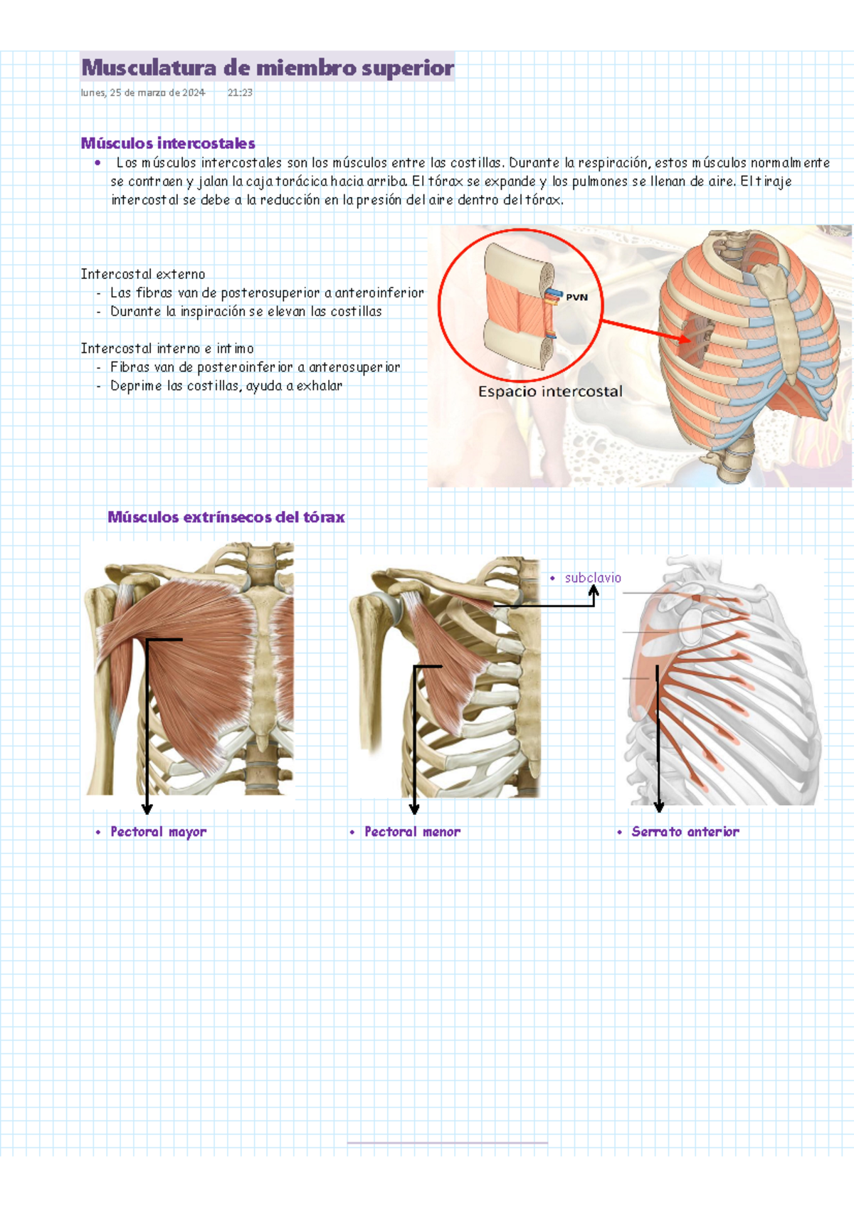 Musculatura mms - Músculos intercostales Los músculos intercostales son ...