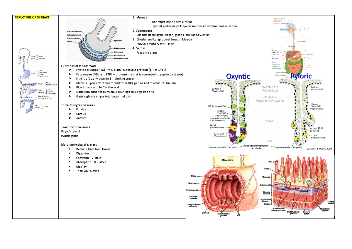 GI Systems notes - STRUCTURE OF GI TRACT 1. Mucosa - Innermost layer ...