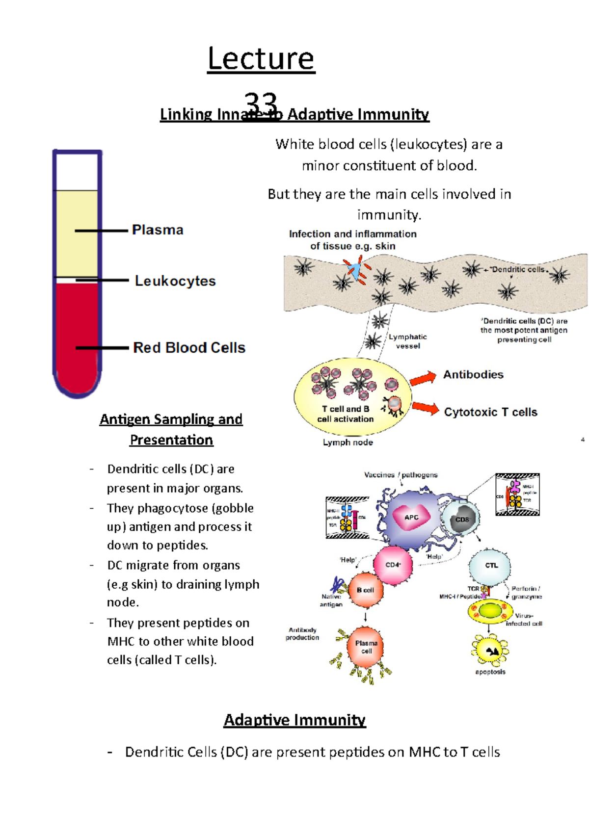Linking Innate and Adaptive Immunity - Linking Innate to Adaptive ...
