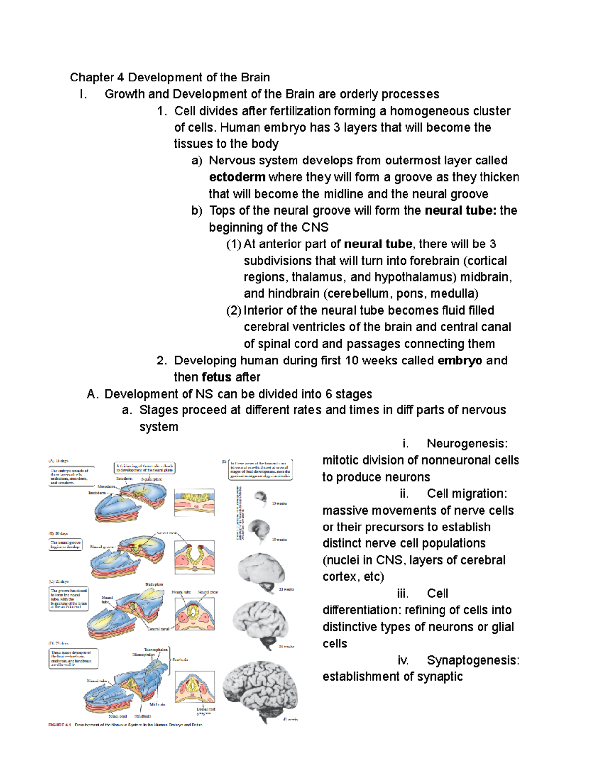Neuro Ch 4 - Exam 3 - summary - Chapter 4 Development of the Brain I ...