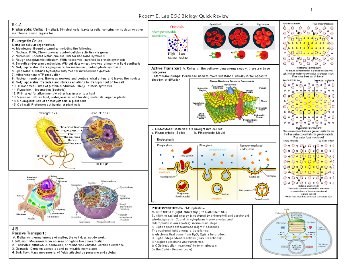 Biology - Robert E. Lee EOC Biology Quick Review B.4 Prokaryotic Cells ...