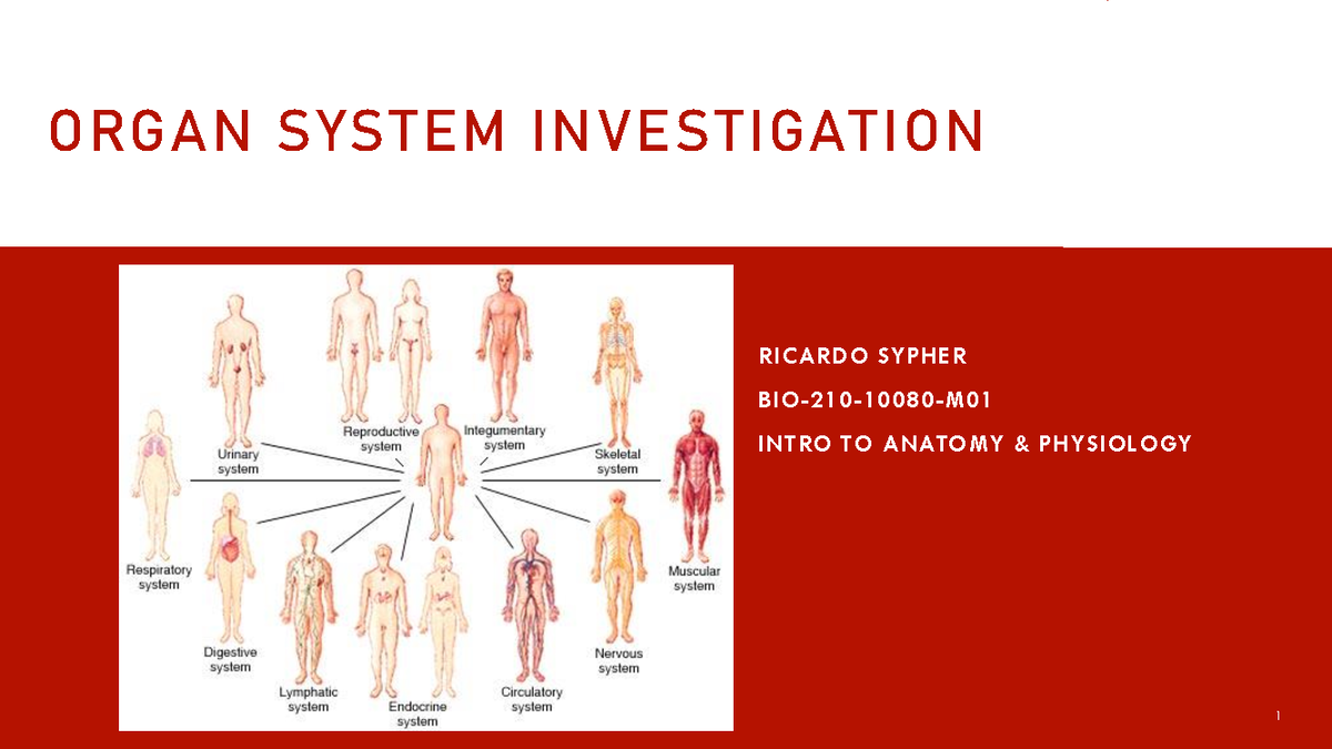 7.3 Final Project Organ System Investigation Presentation - ORGAN ...