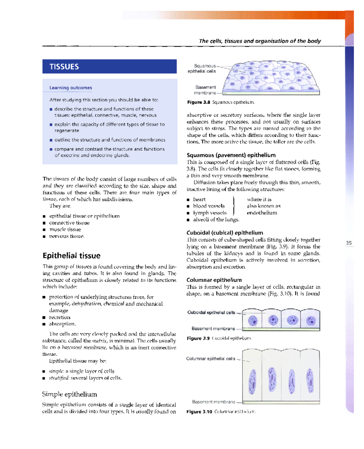 Tissue level of organization - The cells, tissues and organisation of ...