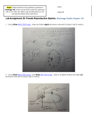 Lab 7 Assignment - Muscle - Lab Assignment 7: Muscle Compare and ...