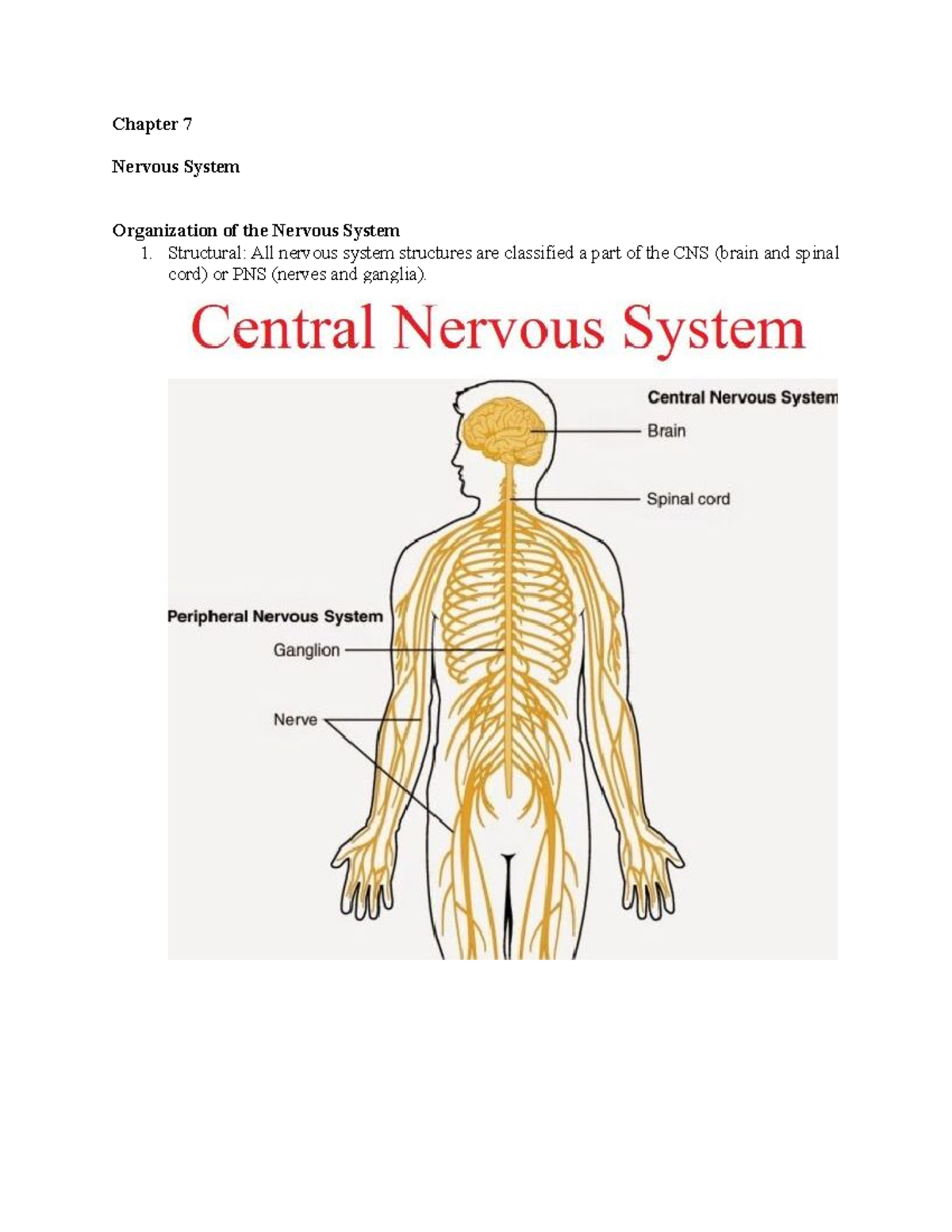 Chapter 7 Nervous System - Chapter 7 Nervous System Organization of the ...