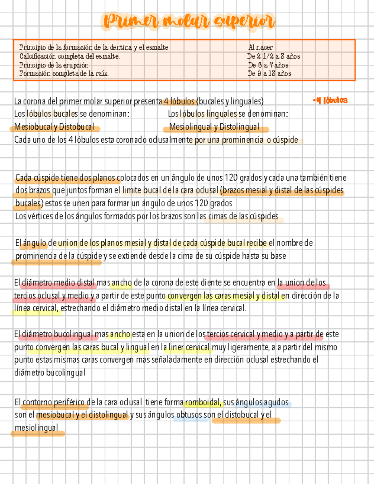 Resumen del Primer Molar Superior - Primer mol superior Principio de la ...