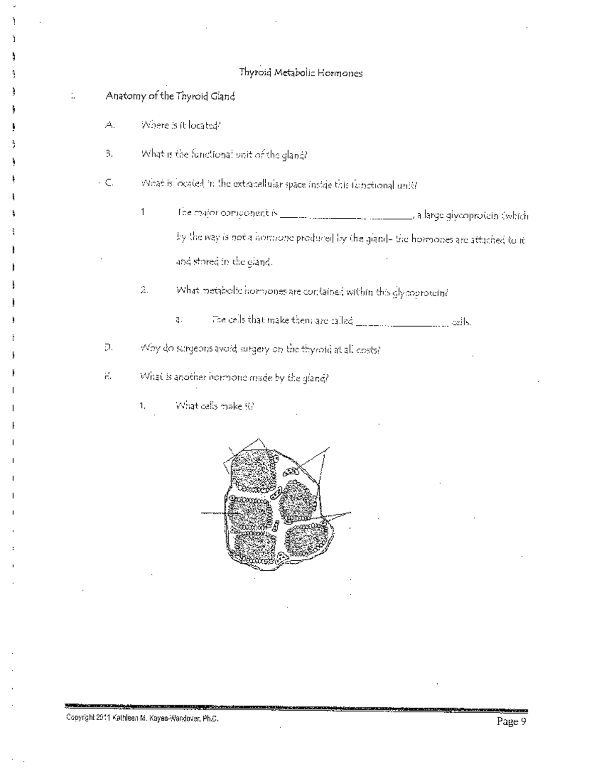 Worksheets for thyroid gland and hormones - BIOL 2340 - William Carey ...