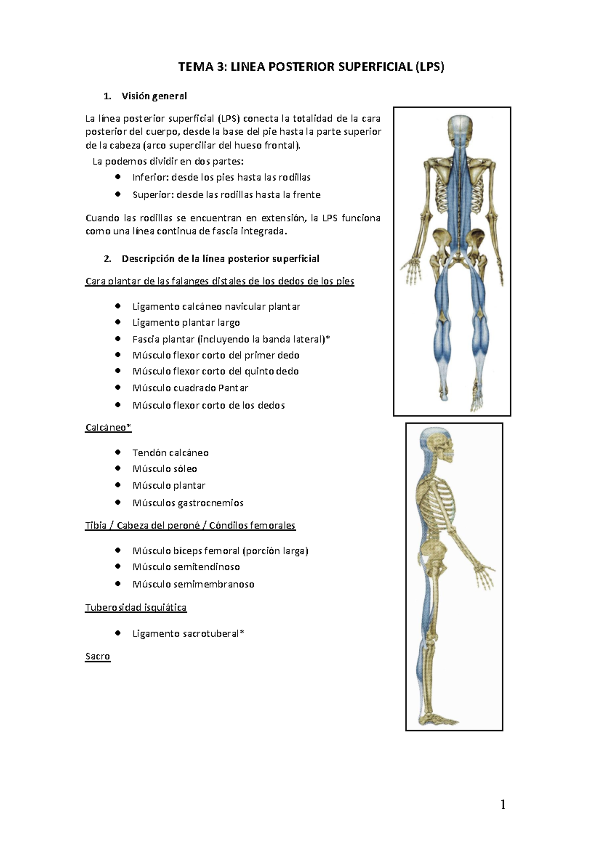 3. Linea posterior superficial - TEMA 3: LINEA POSTERIOR SUPERFICIAL ...
