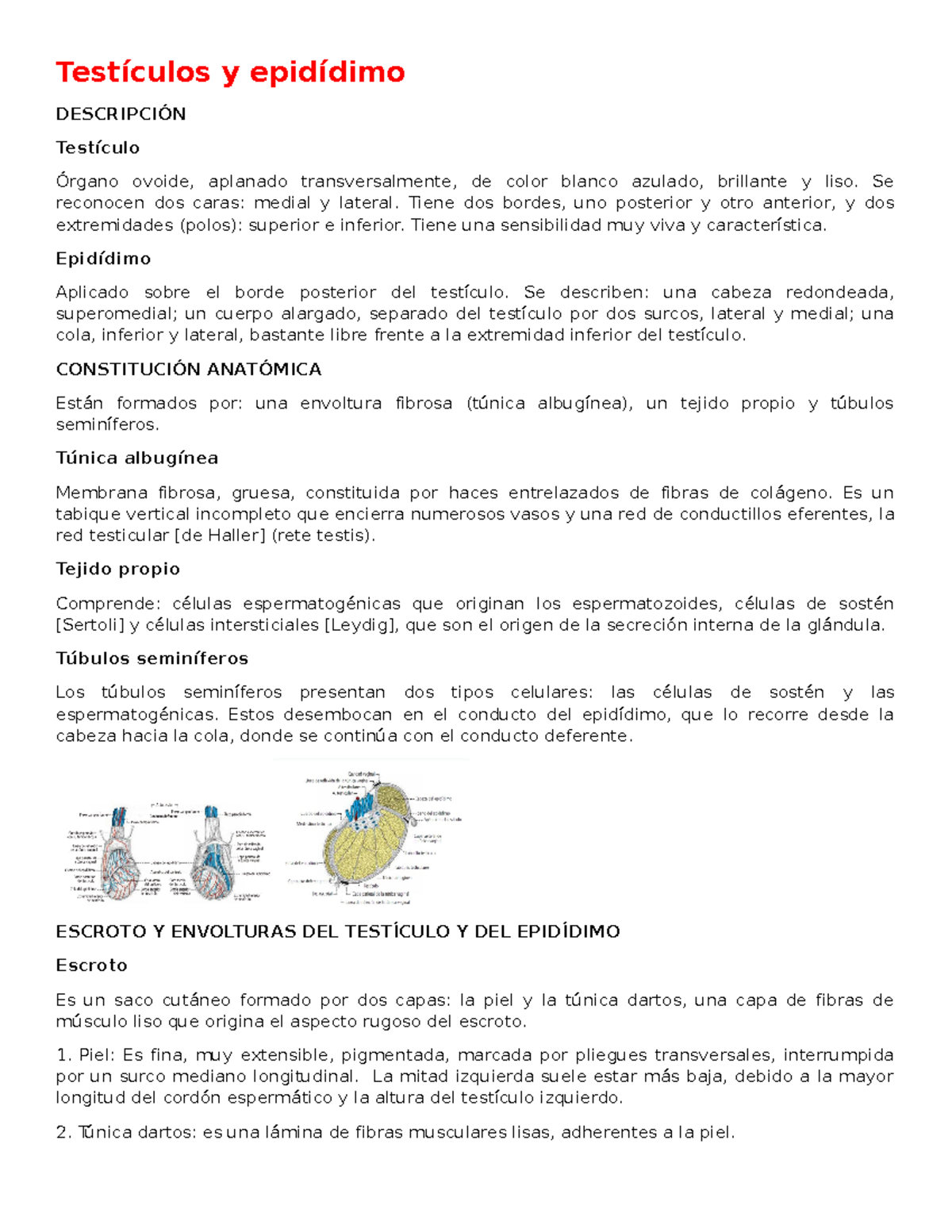 Testículos y epidídimo - Testículos y epidídimo DESCRIPCIÓN Testículo ...
