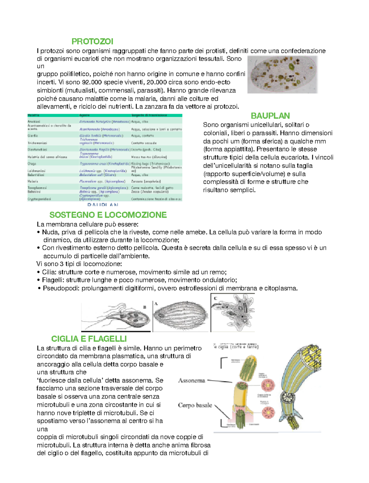 1. Protozoa - Riassunto Scienze Naturali - PROTOZOI I protozoi sono ...