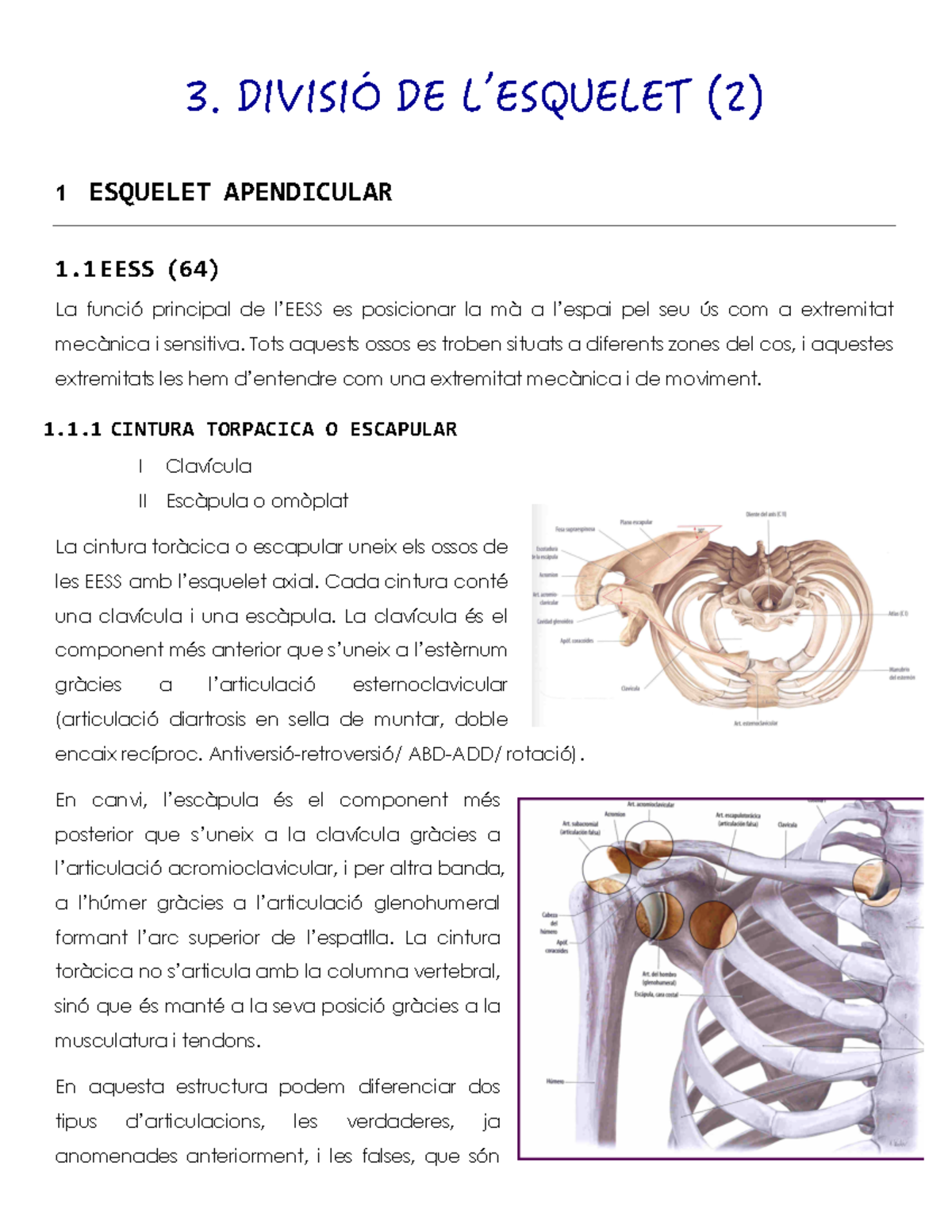 TEMA 3 - ESQUELET APENDICULAR - 1 ESQUELET APENDICULAR 1 EESS (64) La funció principal de l’EESS ...