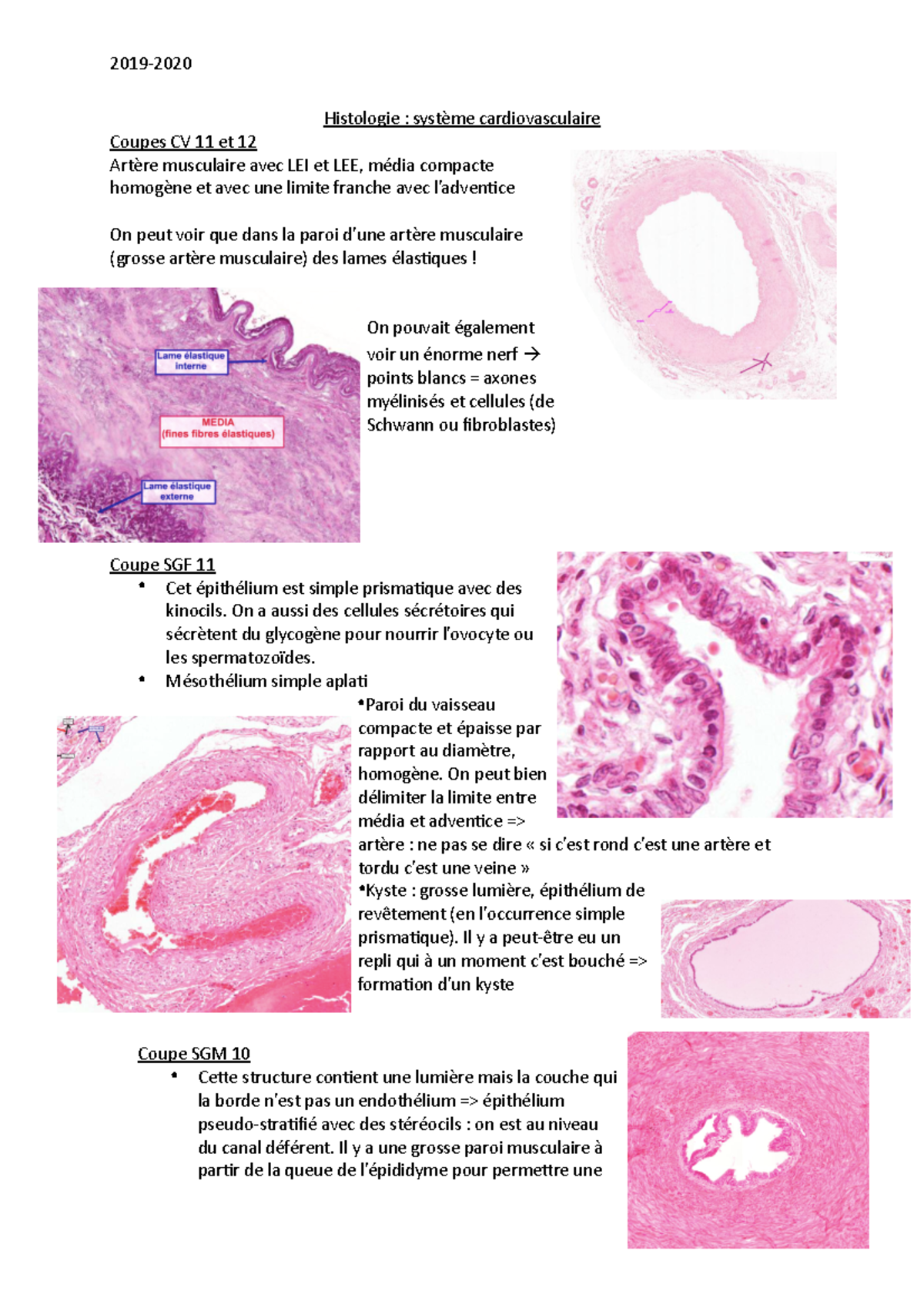 Syst circul histo bis - Warning: TT: undefined function: 32 2019- Histologie : système - Studocu