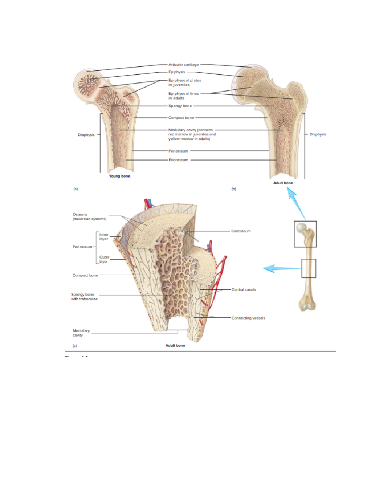 Seeley's Anatomy and Physiology Chapter 6.3 - Histology of Bone The ...