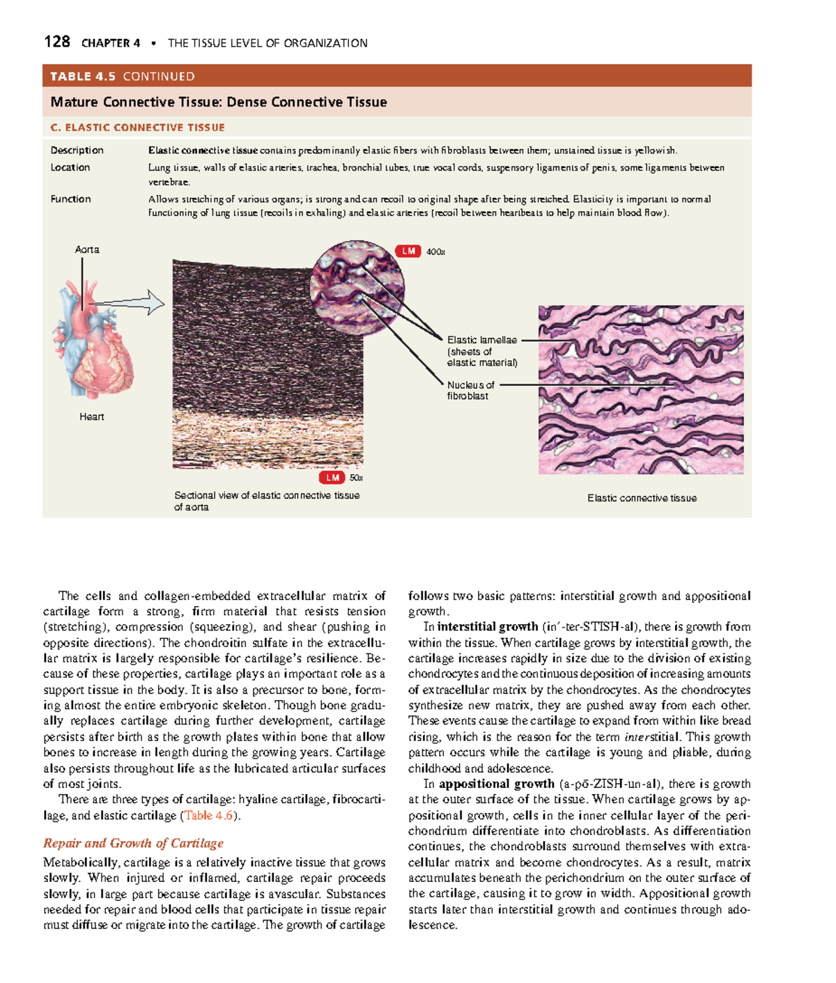 Anatomyand Physiology-54 - 128 CHAPTER 4 • THE TISSUE LEVEL OF ...